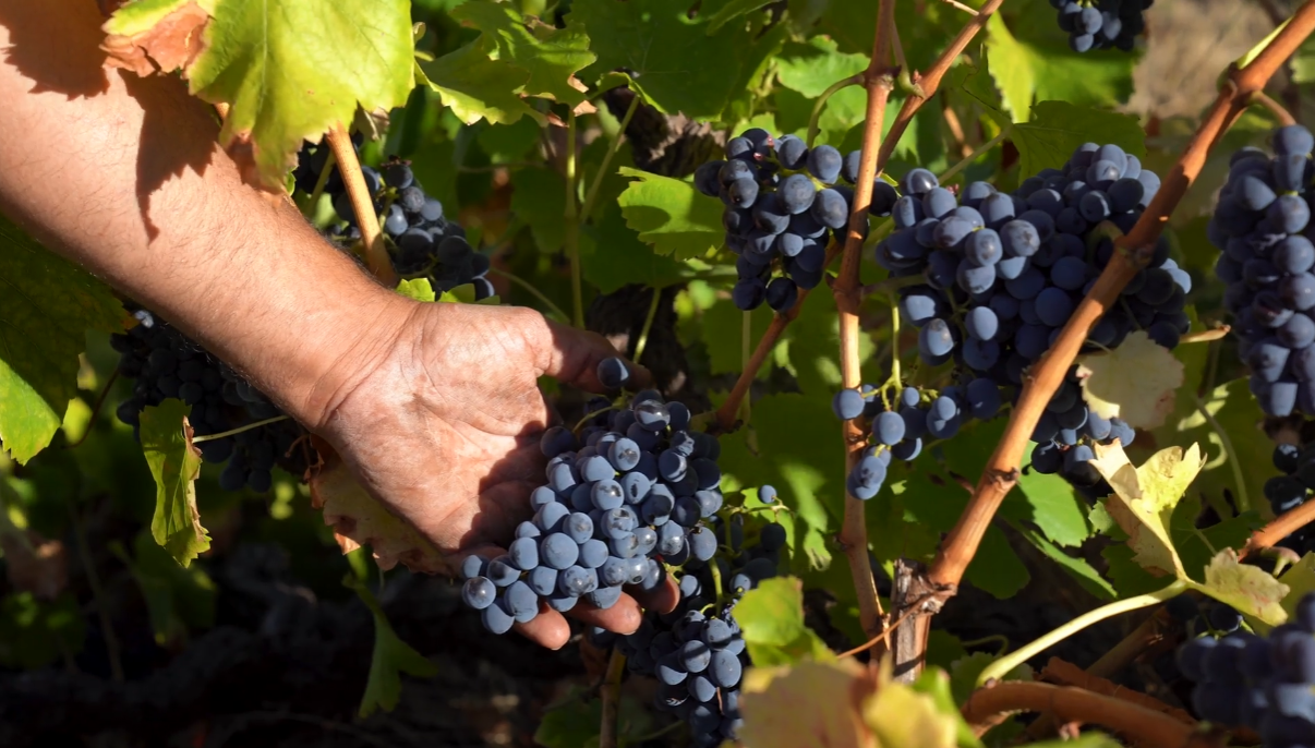 Reflecting on the 2024 harvest plus upcoming events – Brini Estate Wines